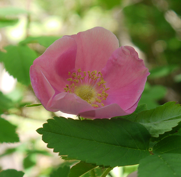 First Rose of Spring - Esprit de la Nature - Mermade Magickal Arts